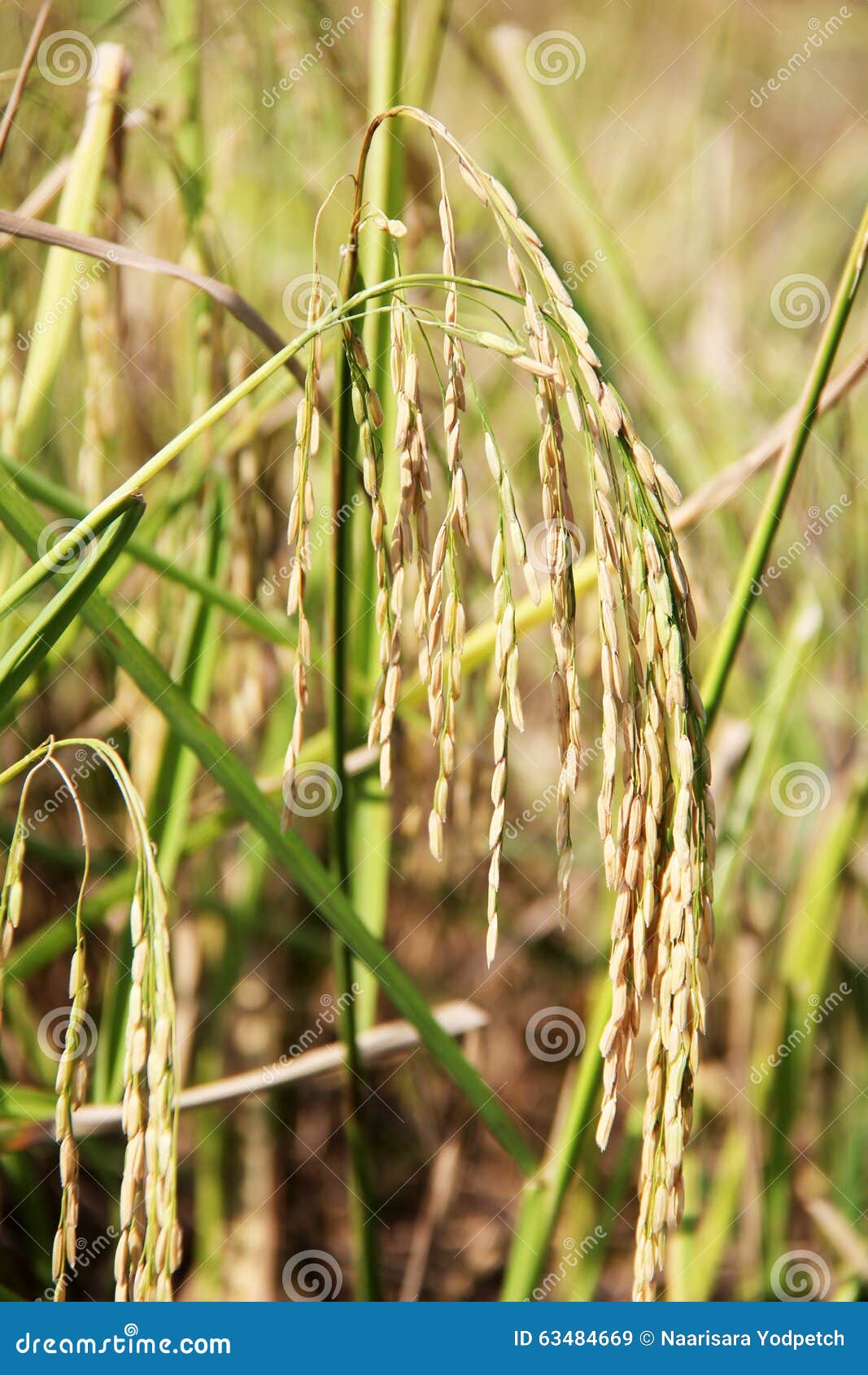 Rice fields stock image. Image of asia, background, asian - 63484669