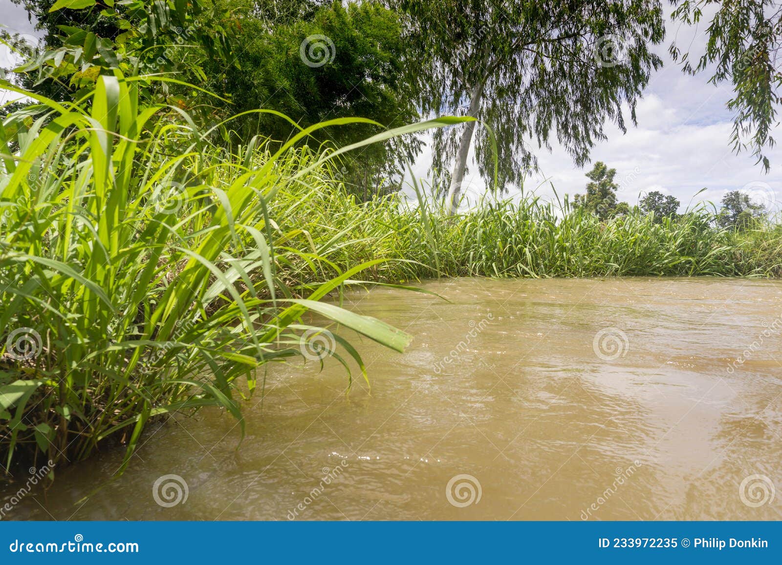 Rice Fields Rice Paddyâ€™s Damaged by Heavy Rain and Flooding Causing ...