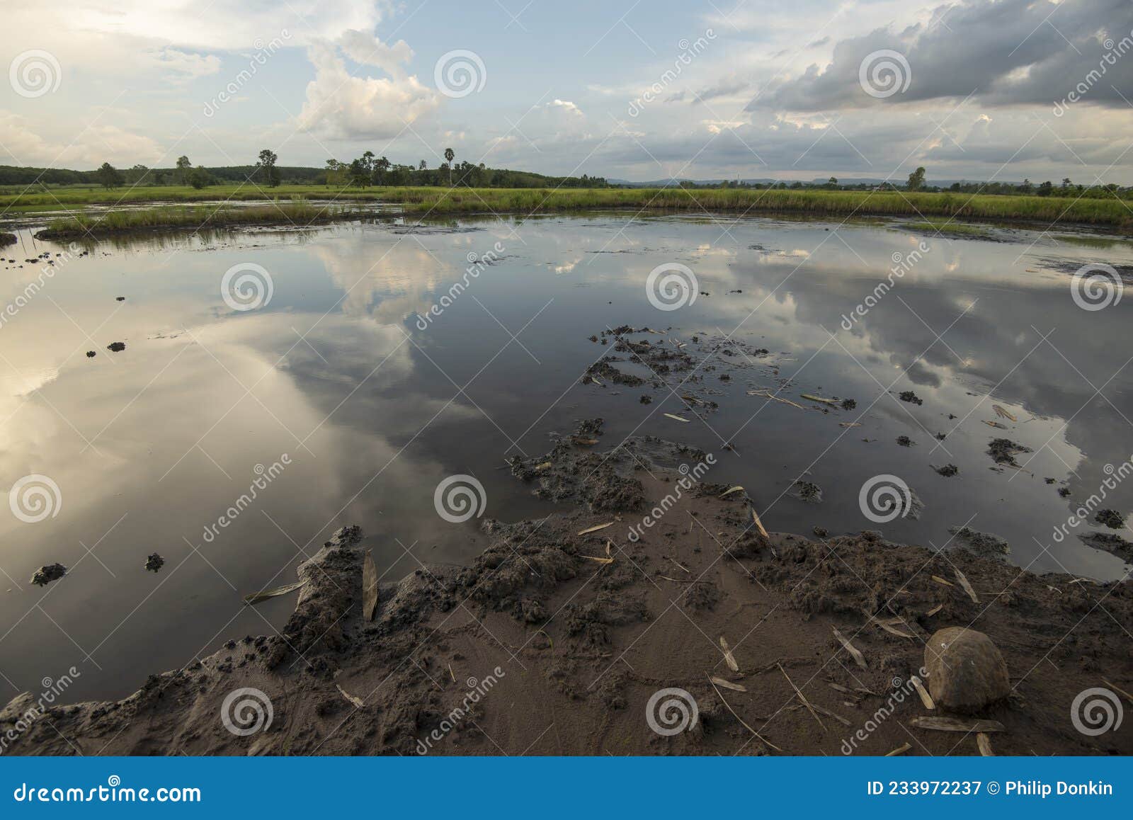 Rice Fields Rice Paddyâ€™s Damaged by Heavy Rain and Flooding Causing ...