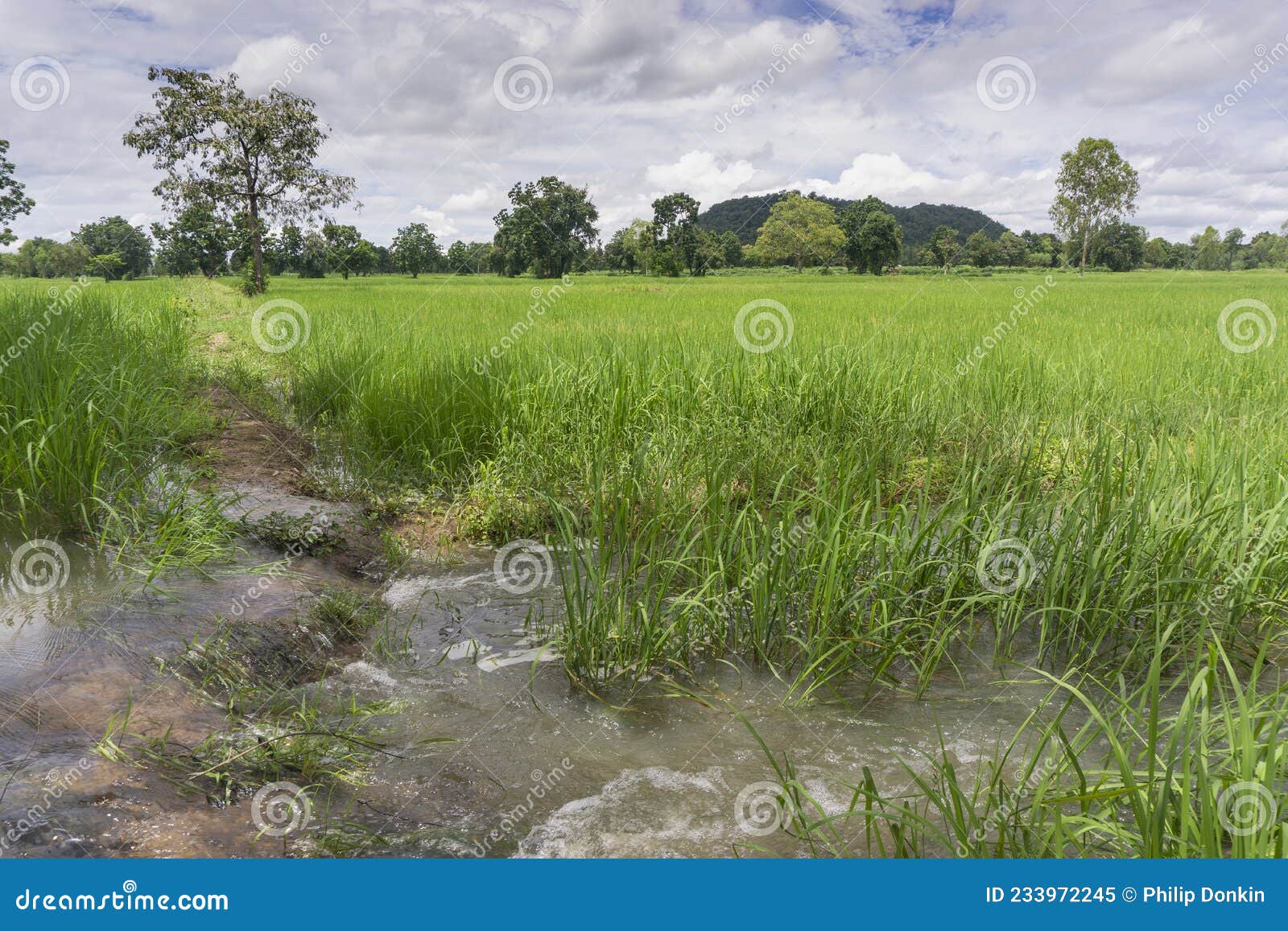 Rice Fields Rice Paddyâ€™s Damaged by Heavy Rain and Flooding Causing ...