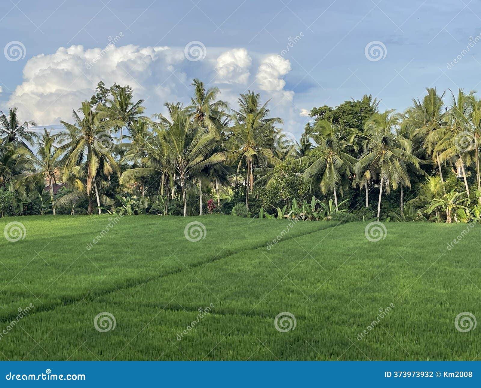 Rice Fields Background, In The Rainy Season, The Farmer Prepares A ...
