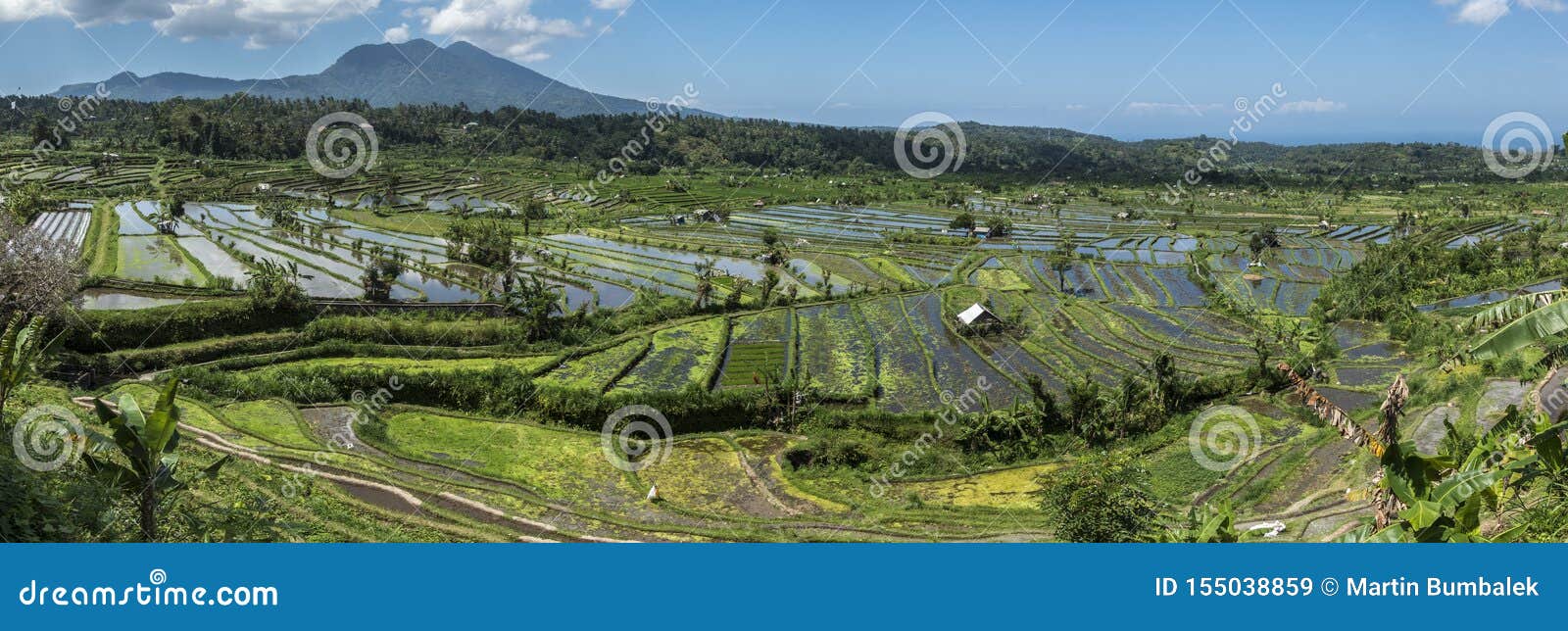 Rice Fields Panorama and Volcano Stock Image - Image of panorama ...