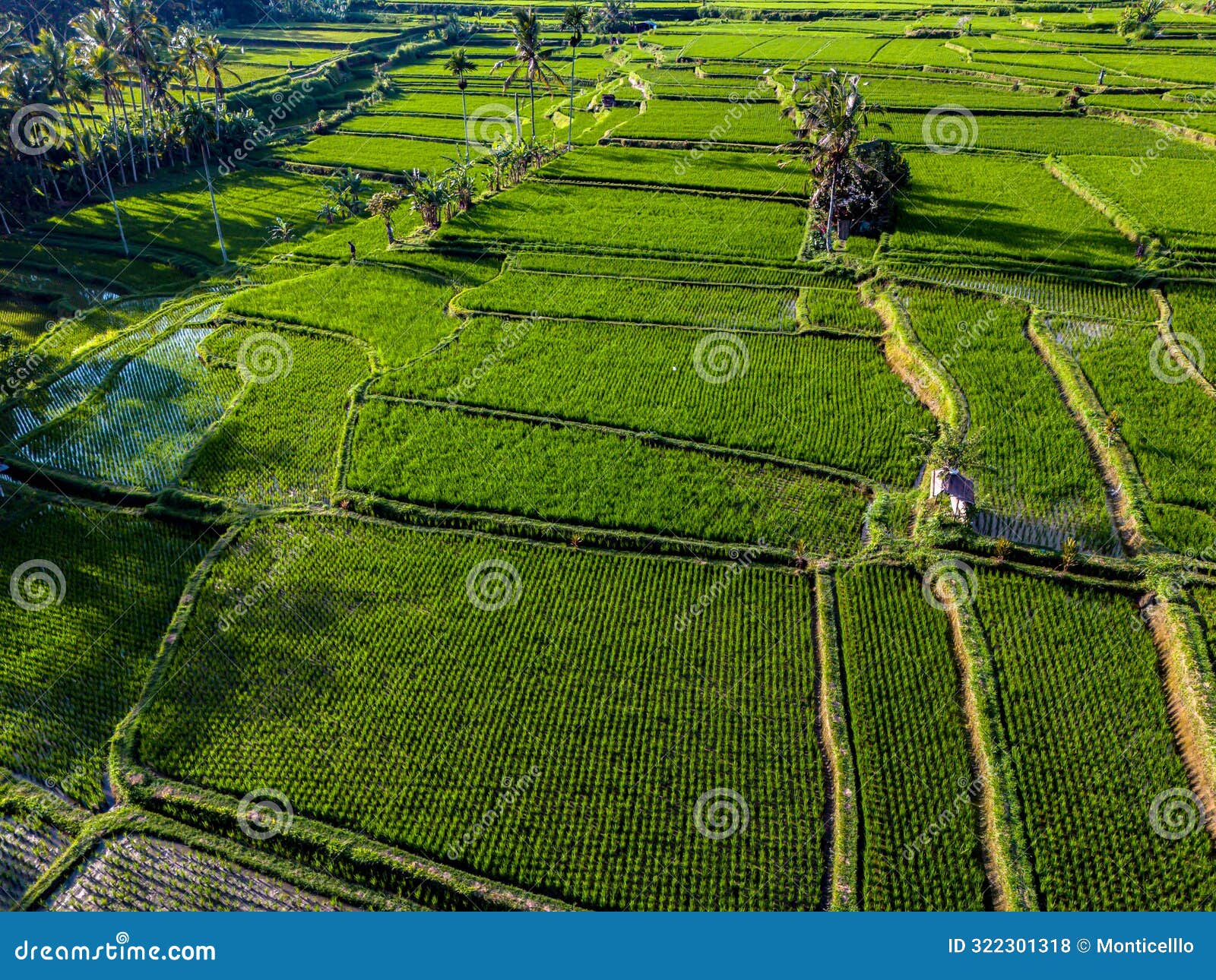 Rice Fields in Payangan District, Bali, Indonesia Stock Photo - Image ...