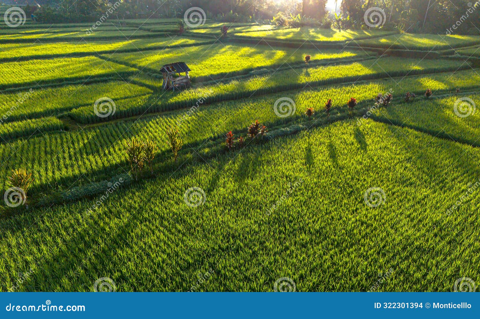 Rice Fields in Payangan District, Bali, Indonesia Stock Photo - Image ...