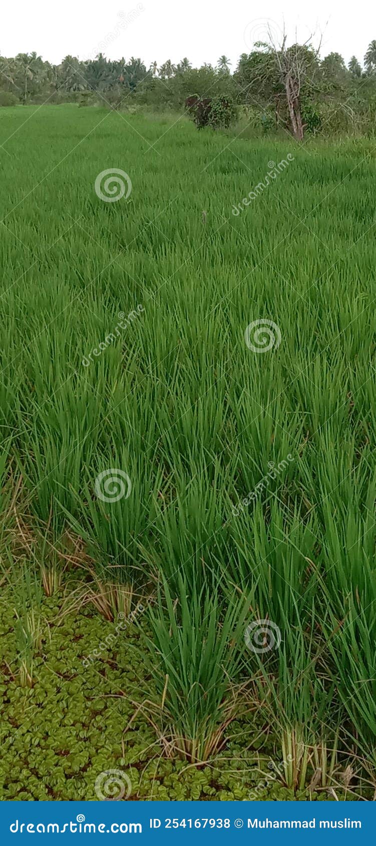 Rice Fields in Peat Swamp Land Stock Photo - Image of lawn, agriculture ...