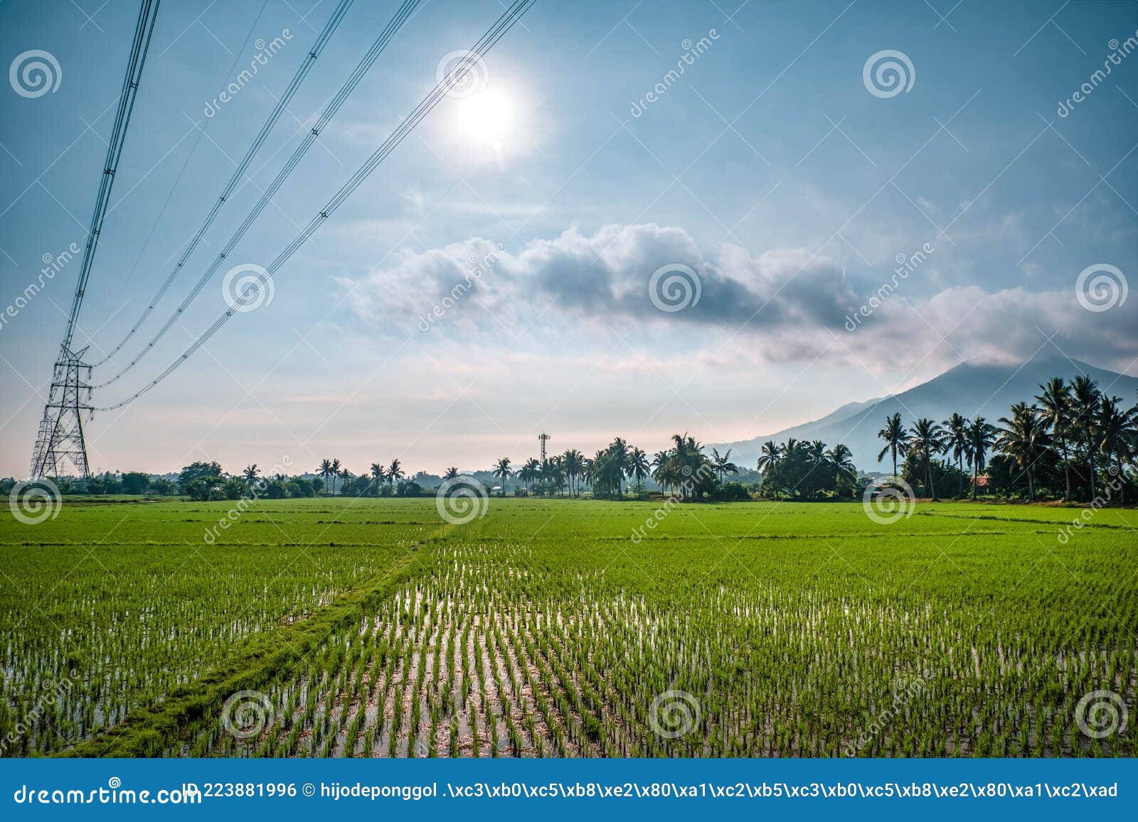 Rice Fields at Philippine Coiuntryside Under Morning Sky Stock Photo ...