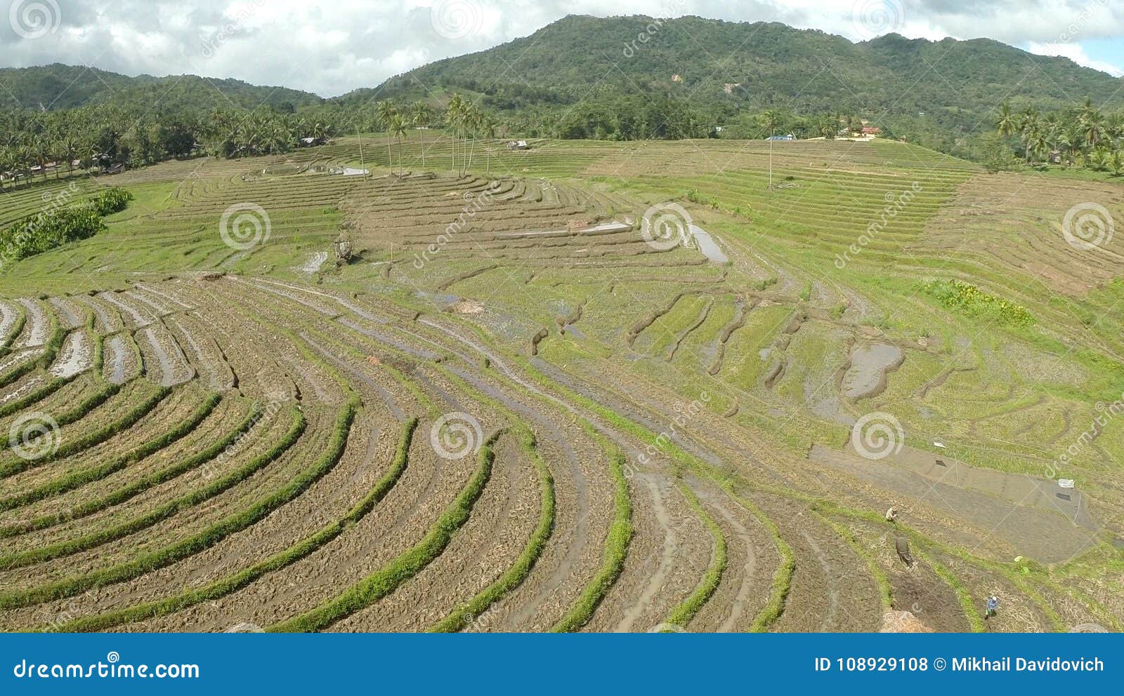 Rice Fields in the Philippines. Aerial Views Stock Photo - Image of ...