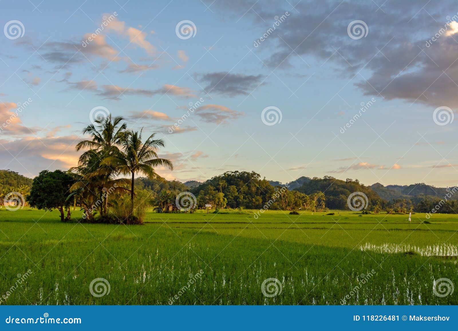 Rice Fields in the Philippines. Stock Image - Image of tree ...