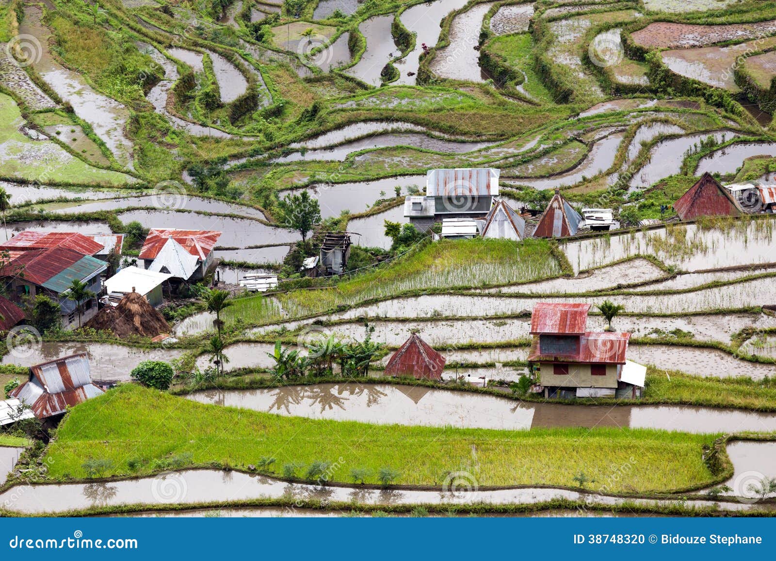 Rice fields in Philippines stock photo. Image of heritage - 38748320
