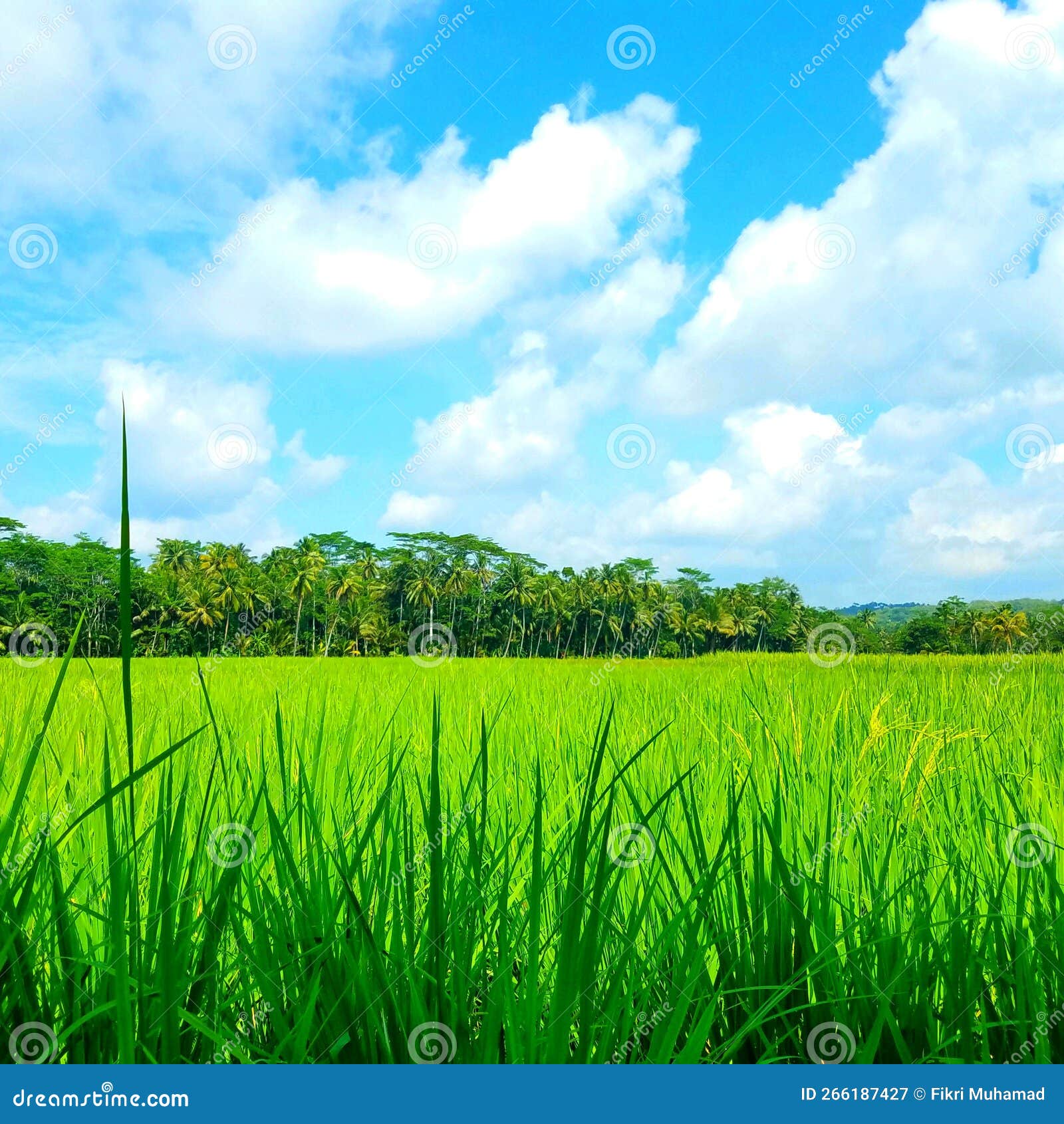 Rice Fields are Places for Us To Eat Stock Image - Image of places ...