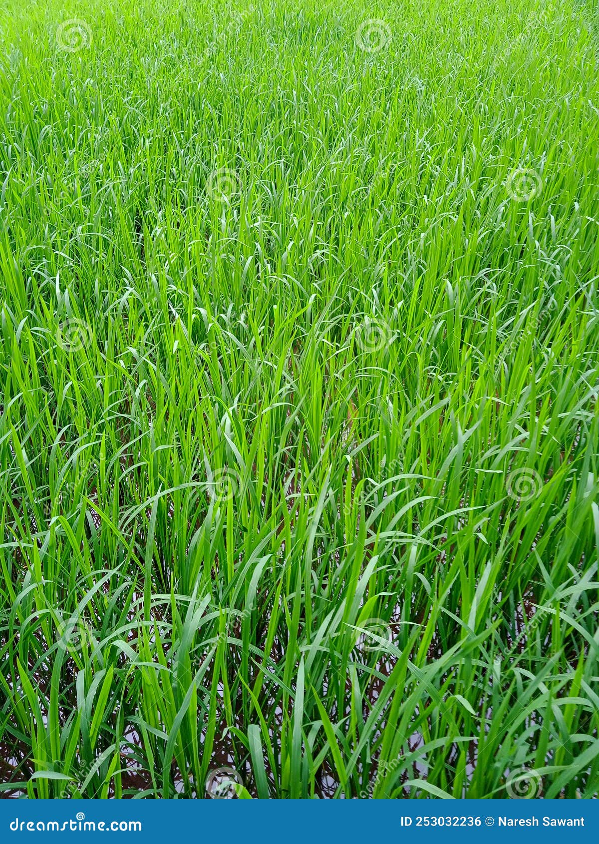 Rice Fields, Plantations, Agriculture Rice Farming. Stock Photo - Image ...