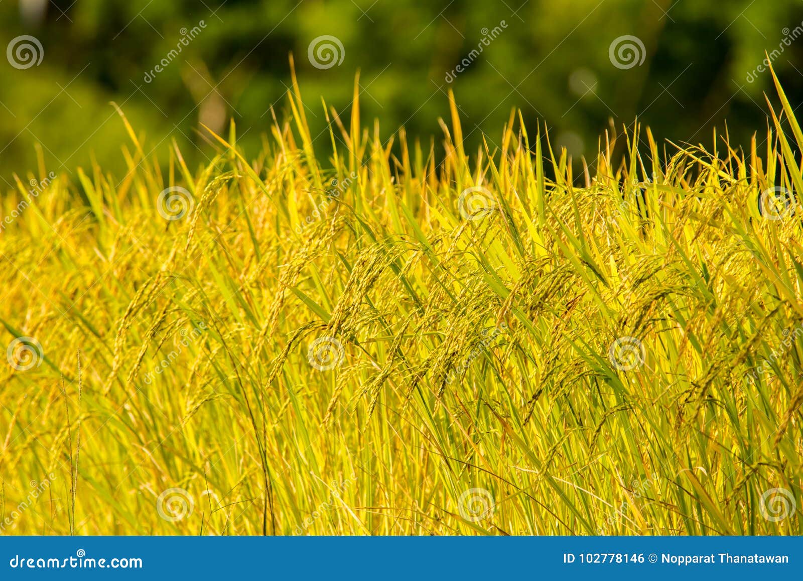 Rice paddies on high 3 stock photo. Image of plants - 102778146
