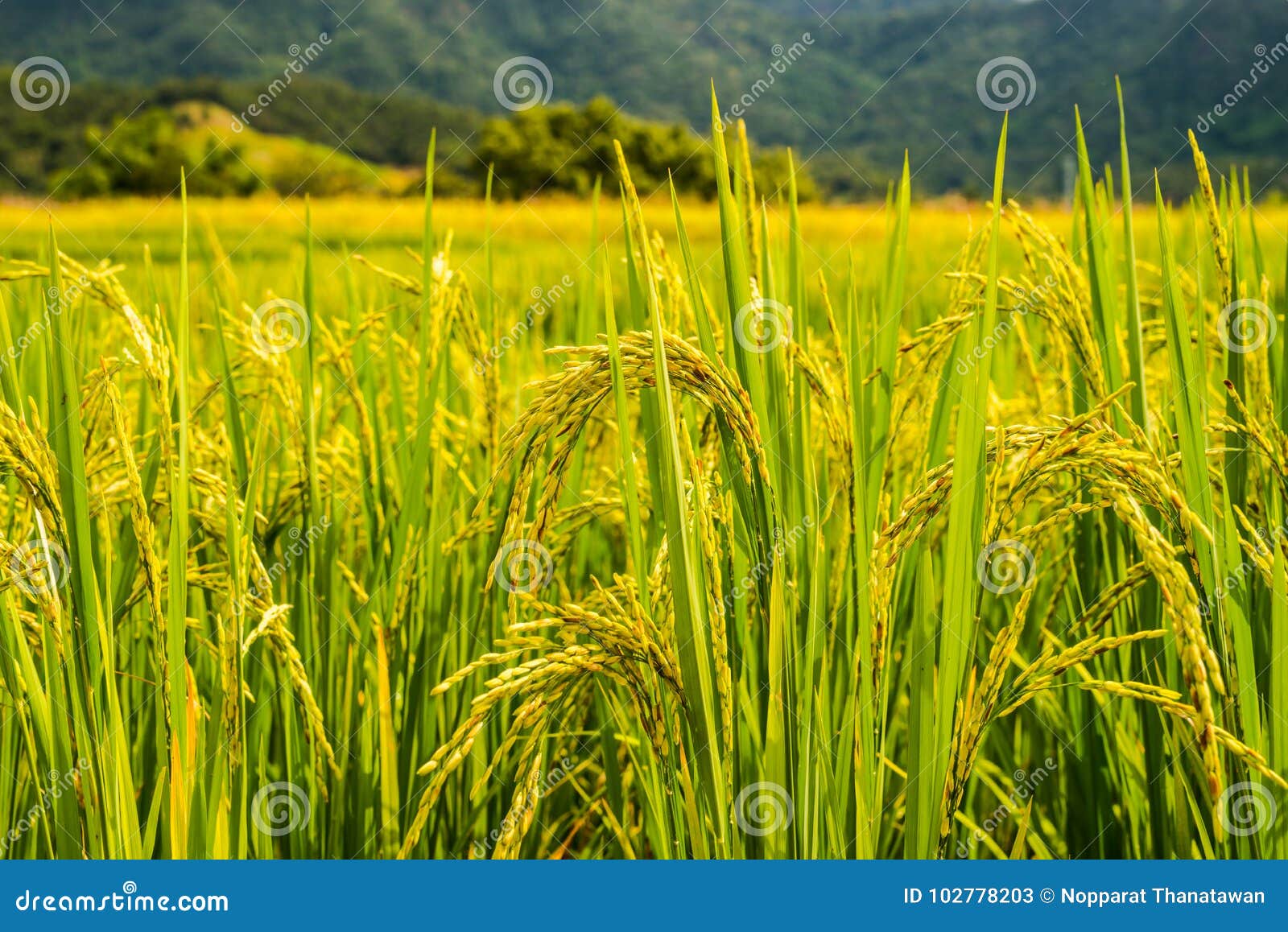 Rice paddies on high 34 stock image. Image of field - 102778203