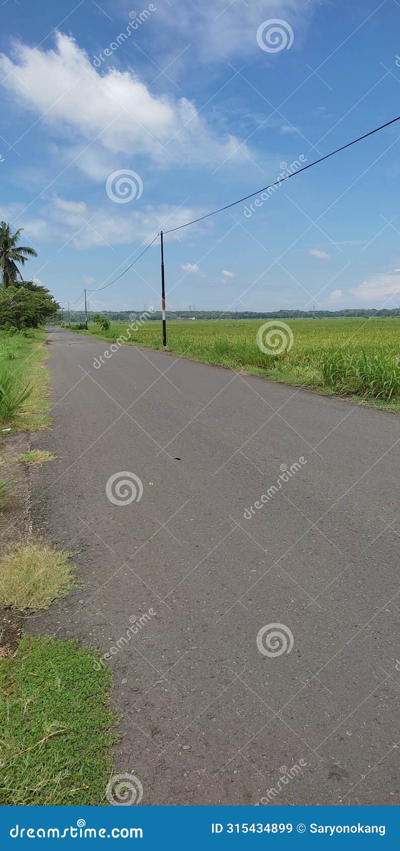 Rice Fields with Rice Plants Spread Out Wide beside the Road, with a ...