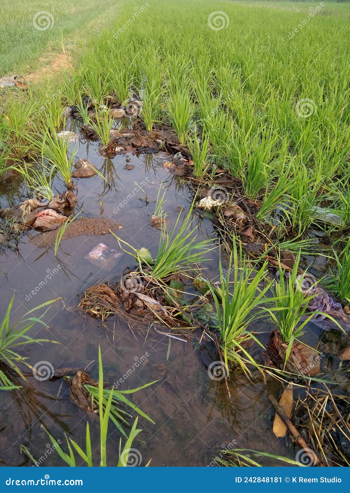 Rice Fields Polluted with Plastic Waste Stock Image - Image of field ...