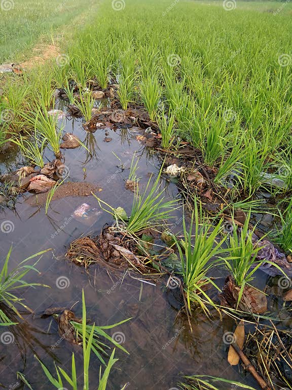 Rice Fields Polluted with Plastic Waste Stock Image - Image of field ...