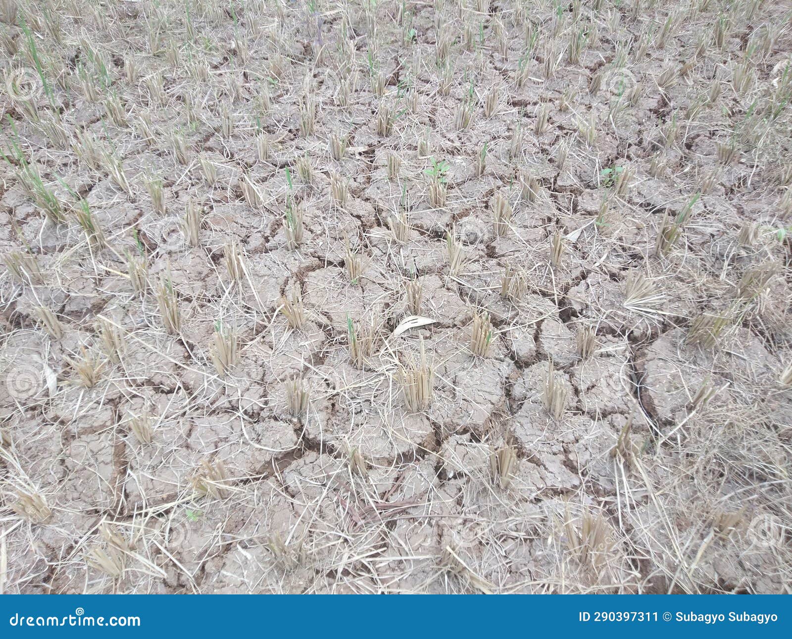 The Rice Fields are Post-harvest and Experience Drought Due To the Dry ...