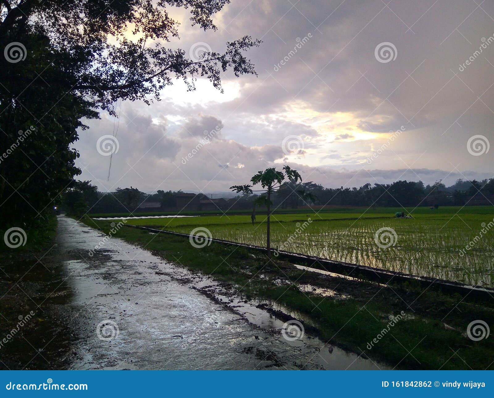 Rice fields after rain stock photo. Image of fields - 161842862