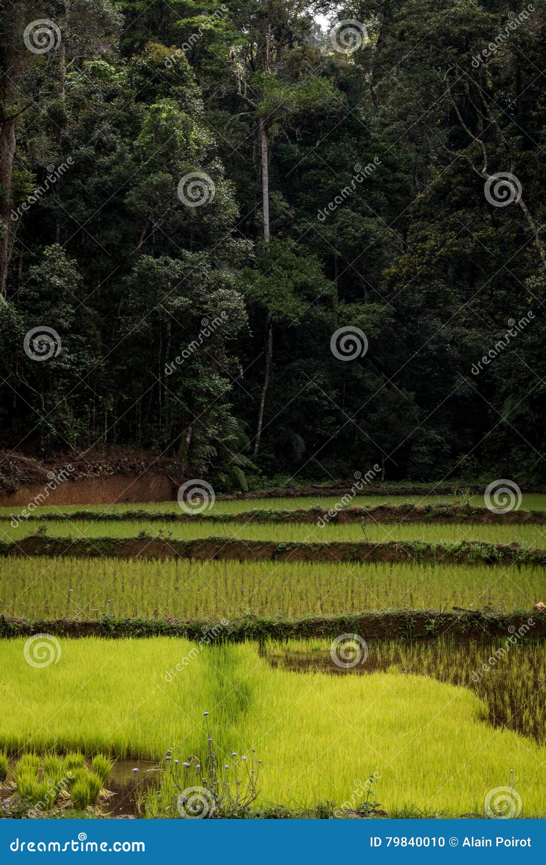Rice Fields and Rainforest, Madagascar Stock Photo - Image of green ...