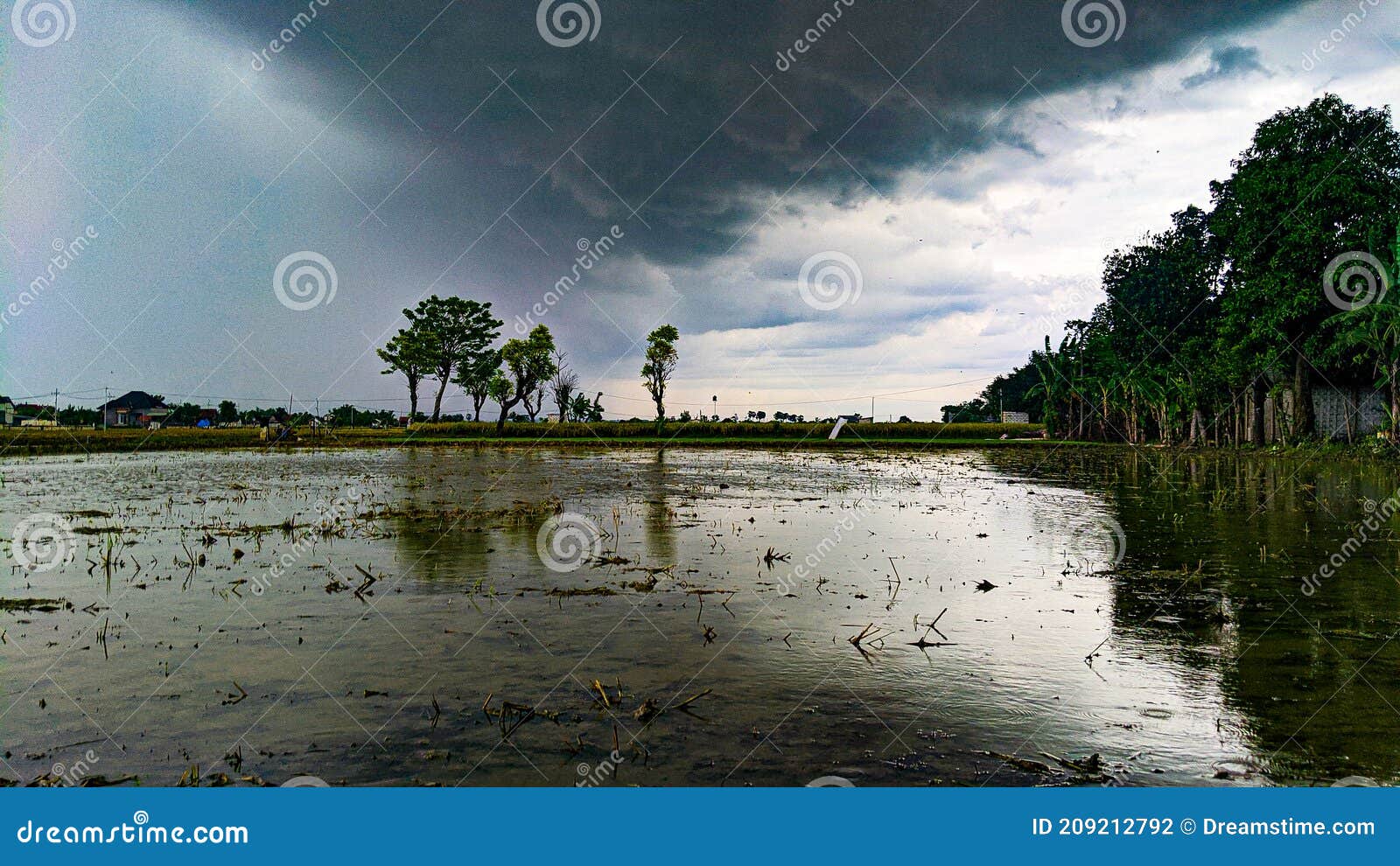 Rice fields when it rains stock photo. Image of rain - 209212792