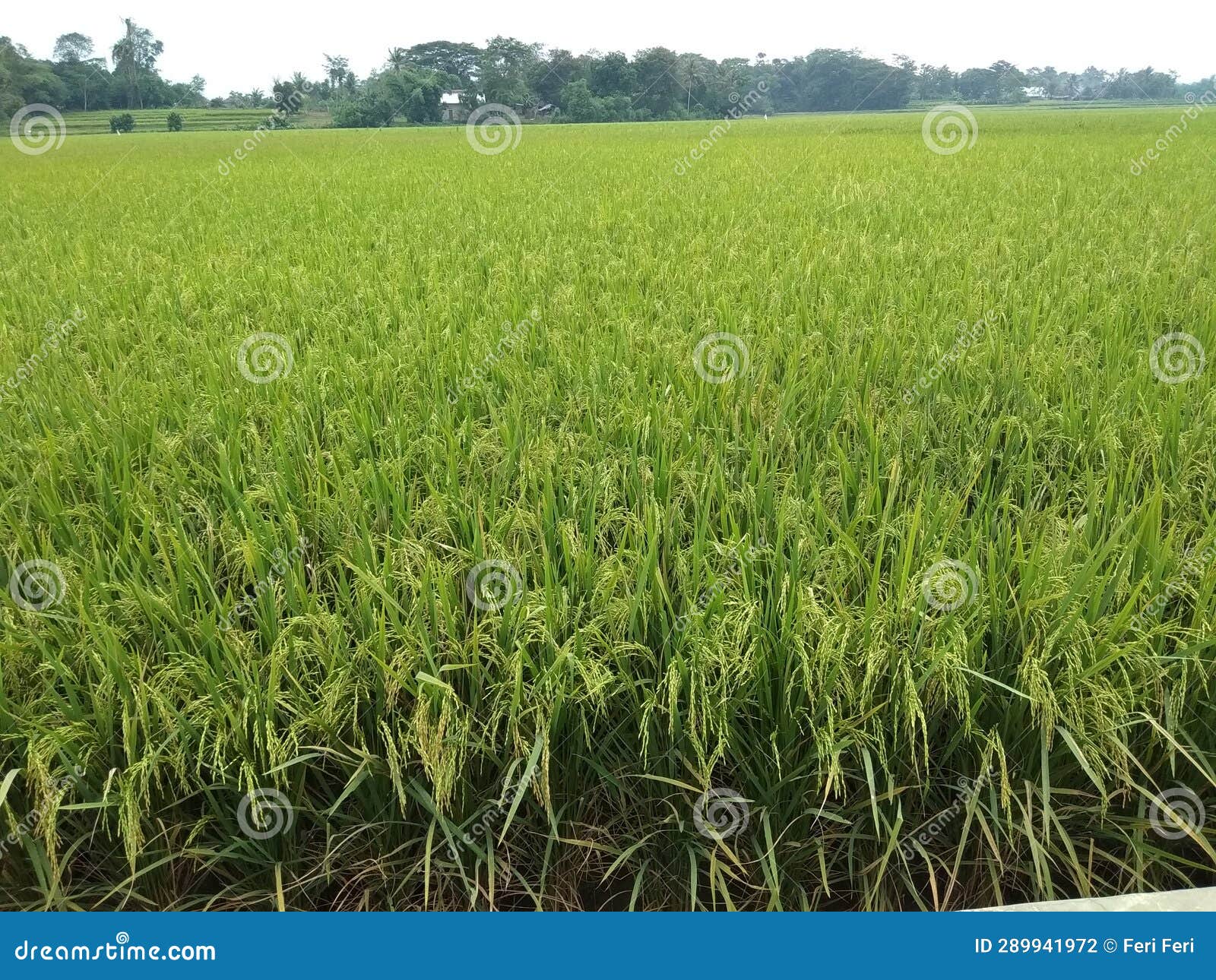 Rice Fields Ready for Harvest Stock Photo - Image of plant, produce ...