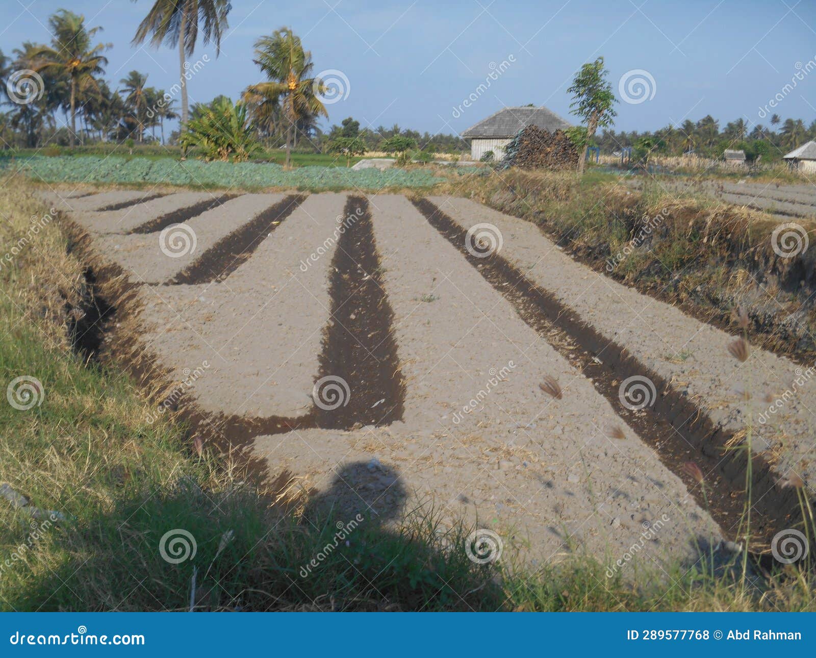 Rice Fields Ready for Planting?? Stock Photo - Image of fields, ready ...