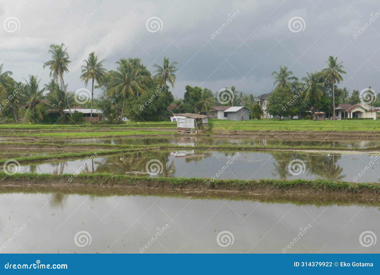 Rice Fields are Ready for Planting Stock Photo - Image of lake, marsh ...