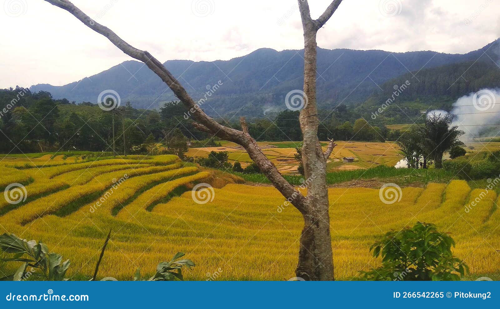 Dry Rice Are Dead Because It Have White Fungus And Black Fungus. Close ...