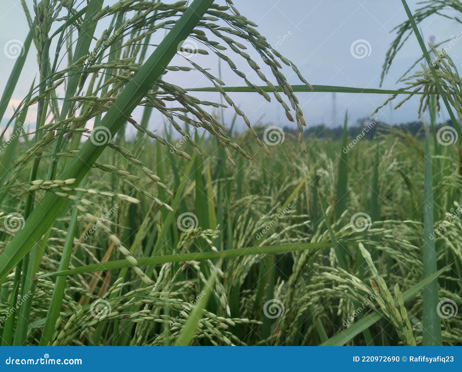Rice Fields Ready To Harvest Stock Photo - Image of farm, grass: 220972690