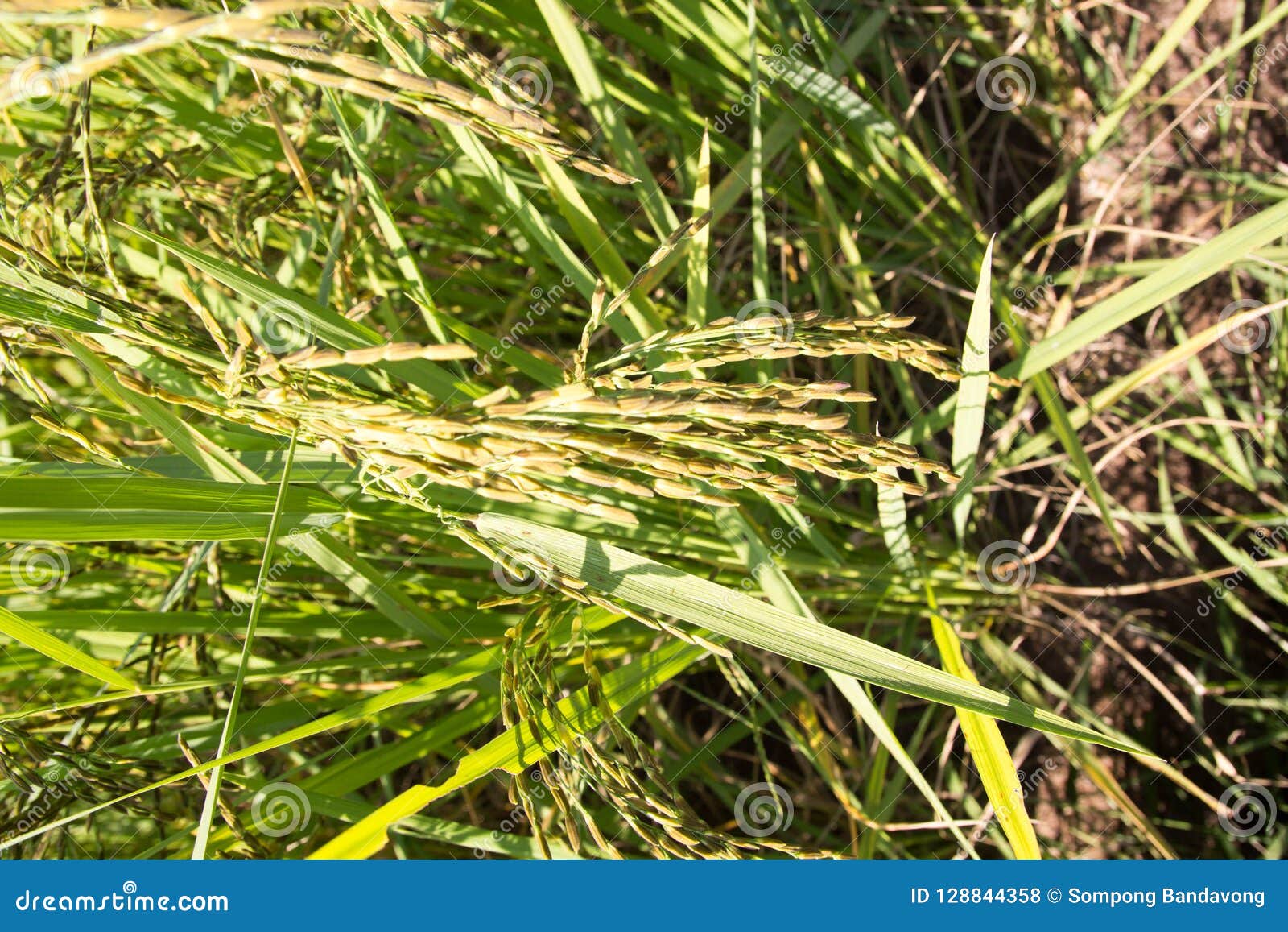 Rice fields stock photo. Image of plantation, rice, agriculture - 128844358