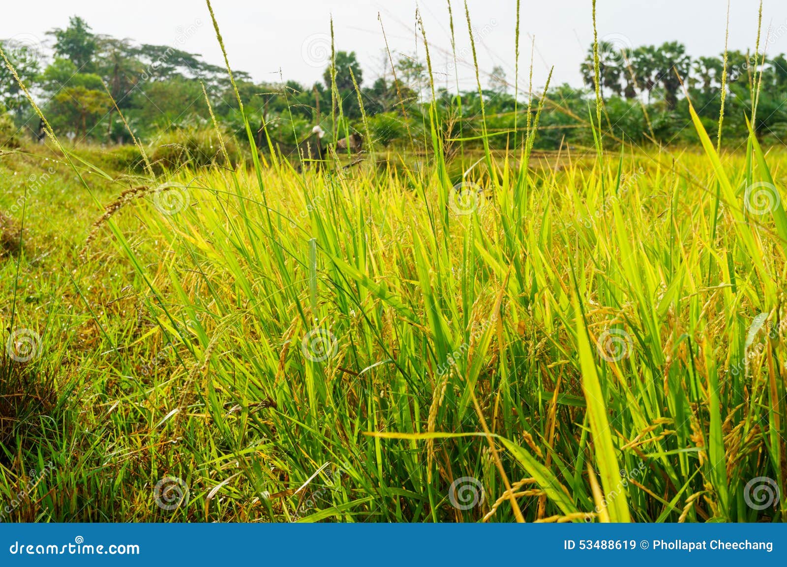 Rice Fields or Rice Paddies Stalks of Rice Stock Image - Image of ...