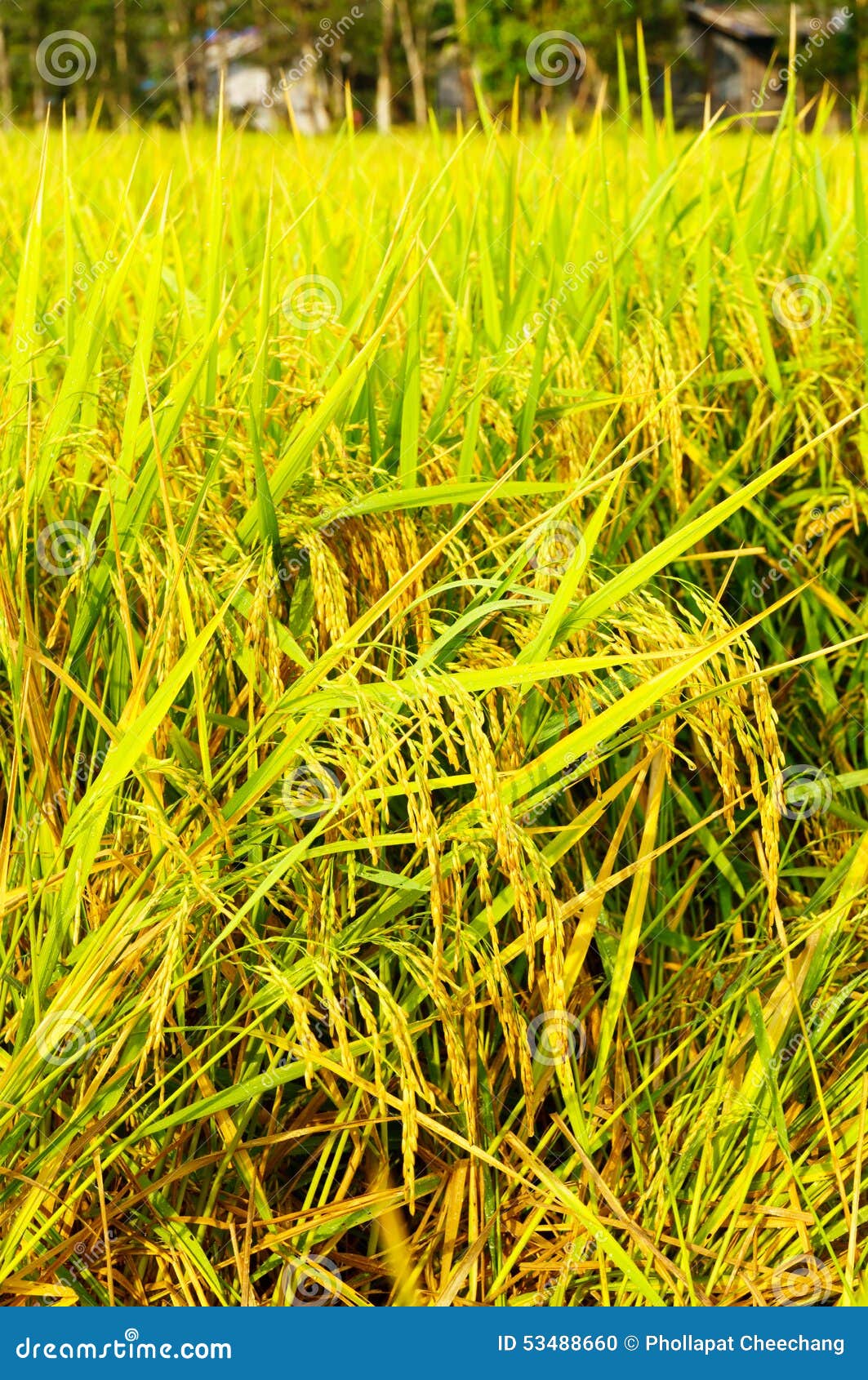 Rice Fields or Rice Paddies Stalks of Rice Stock Photo - Image of fall ...