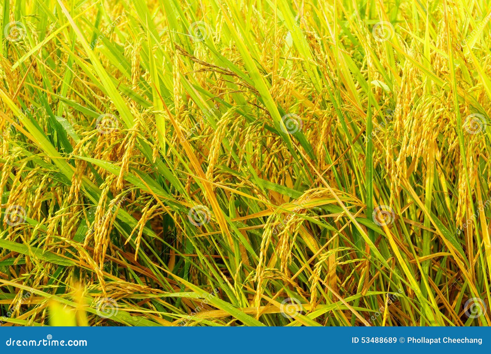 Rice Fields or Rice Paddies Stalks of Rice Stock Image - Image of ...