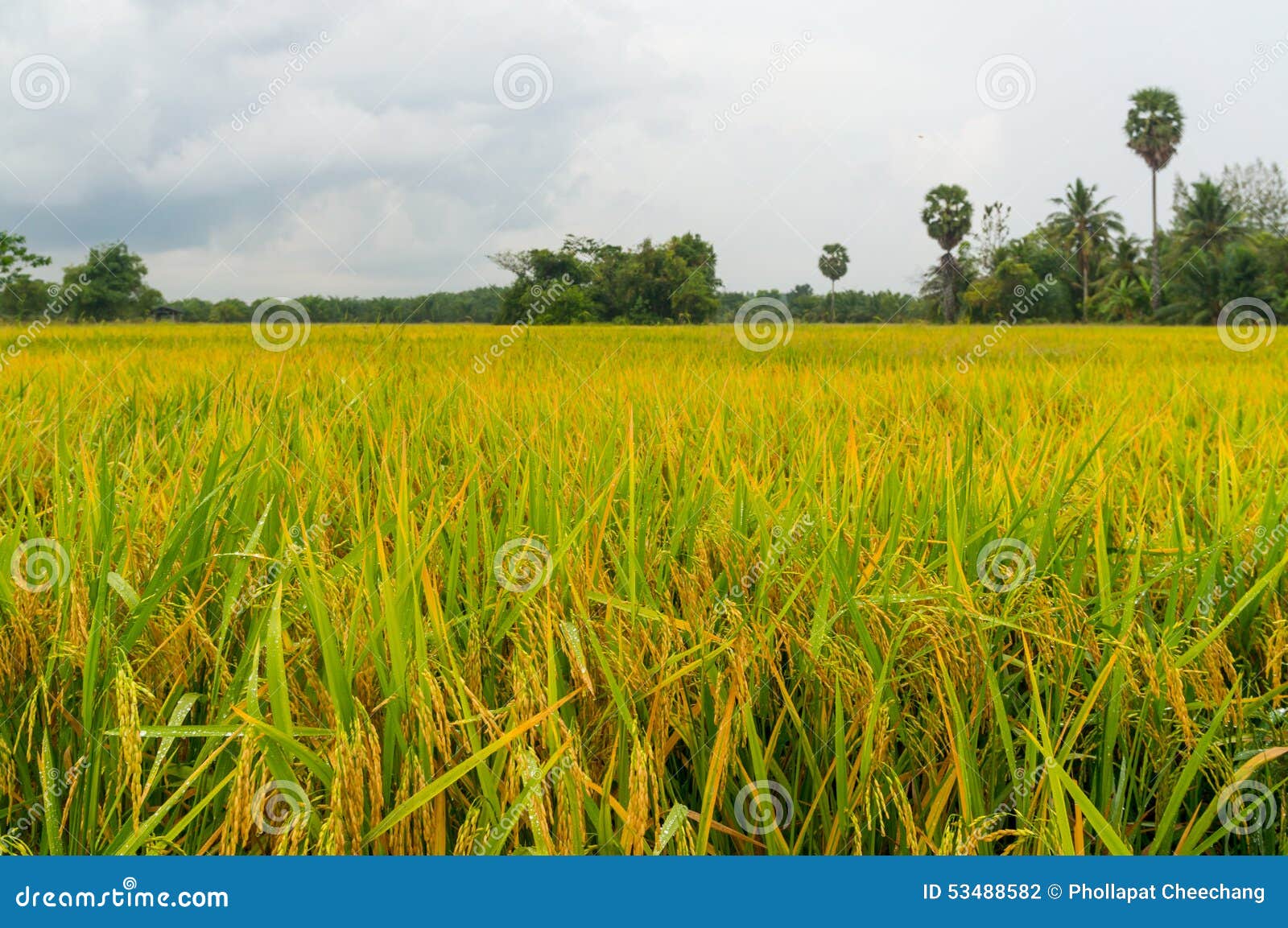 Rice Fields or Rice Paddies Stalks of Rice Yellow Stock Photo - Image ...