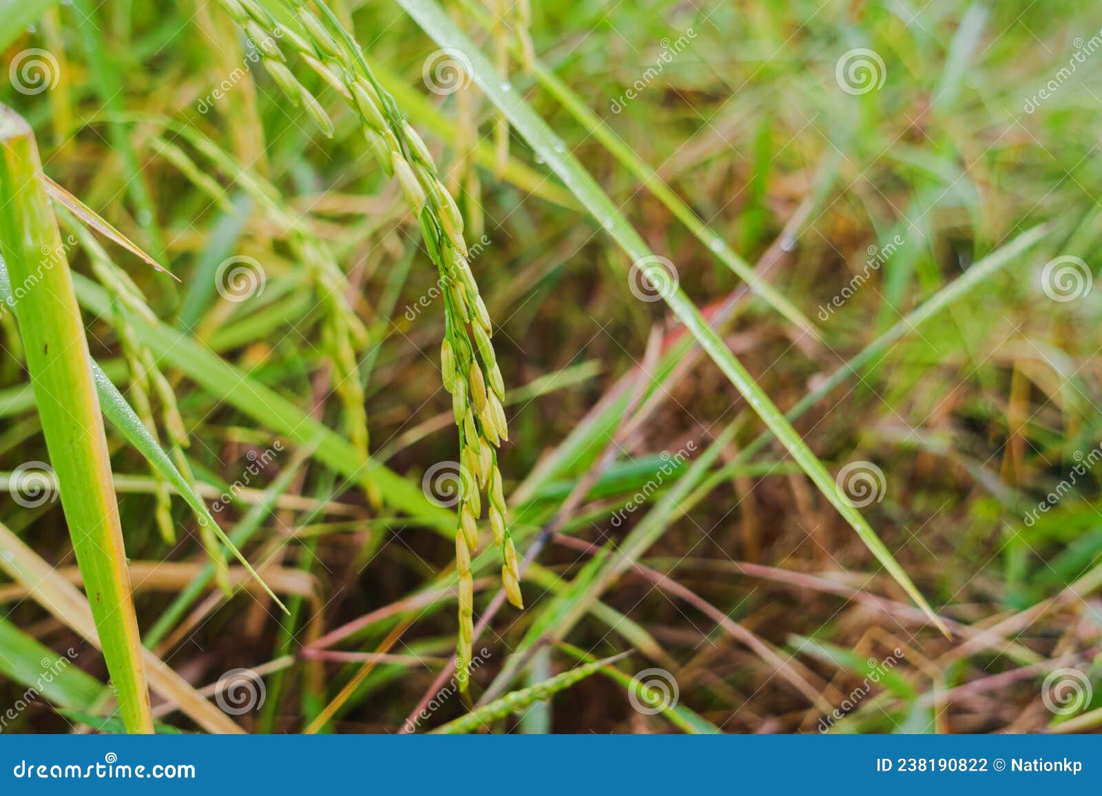 Rice in the Fields are Ripe and Ready To Harvest Their Produce Stock ...
