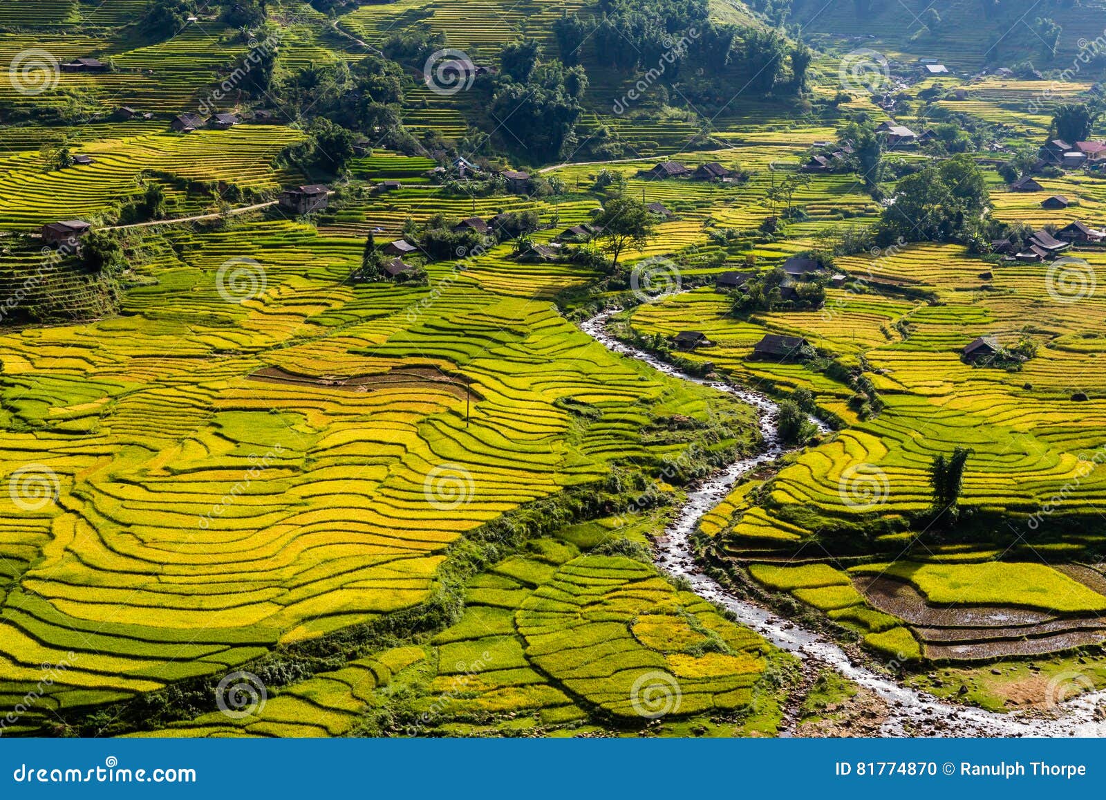Rice fields and a river stock photo. Image of travel - 81774870