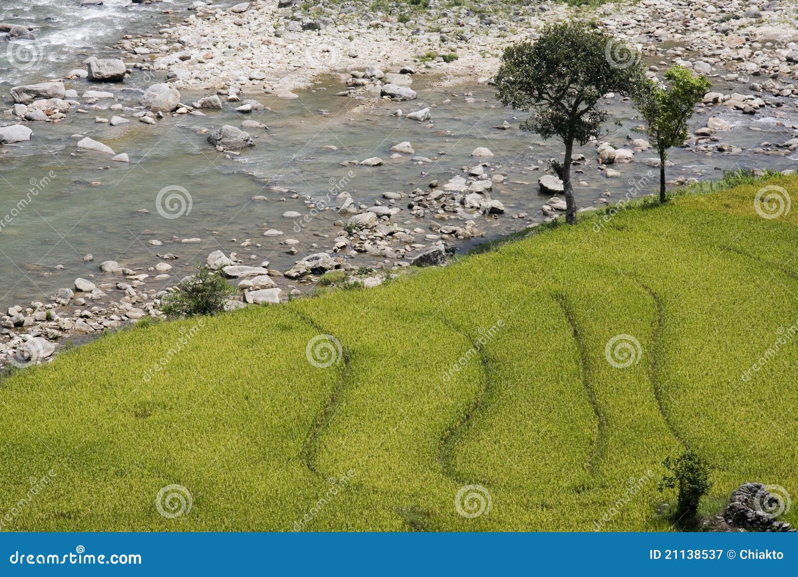 Rice Fields and River in Sapa in Vietnam Stock Image - Image of water ...