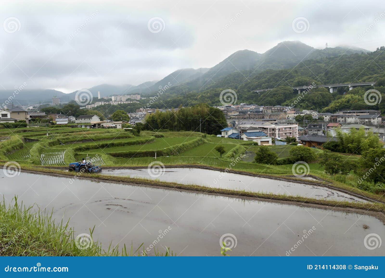 Rice Fields - Rural Japan stock photo. Image of rural - 214114308