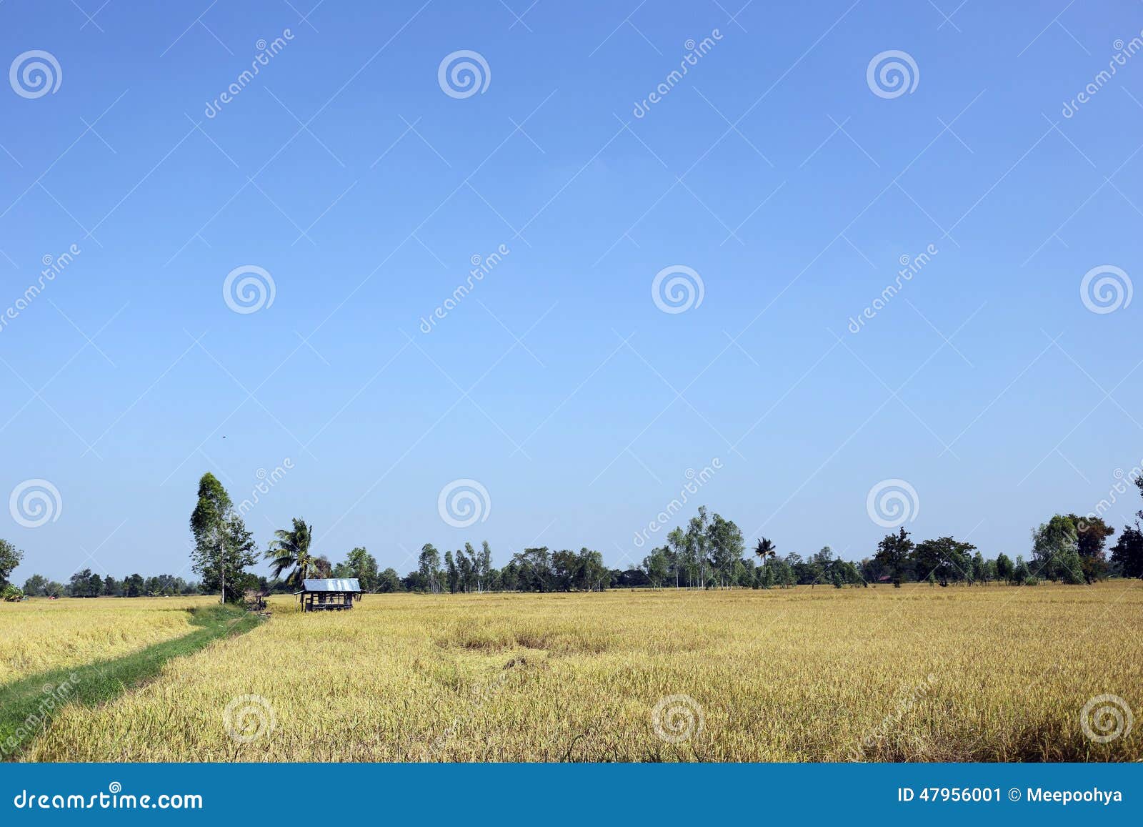 Rice fields in rural. stock image. Image of paddy, fields - 47956001