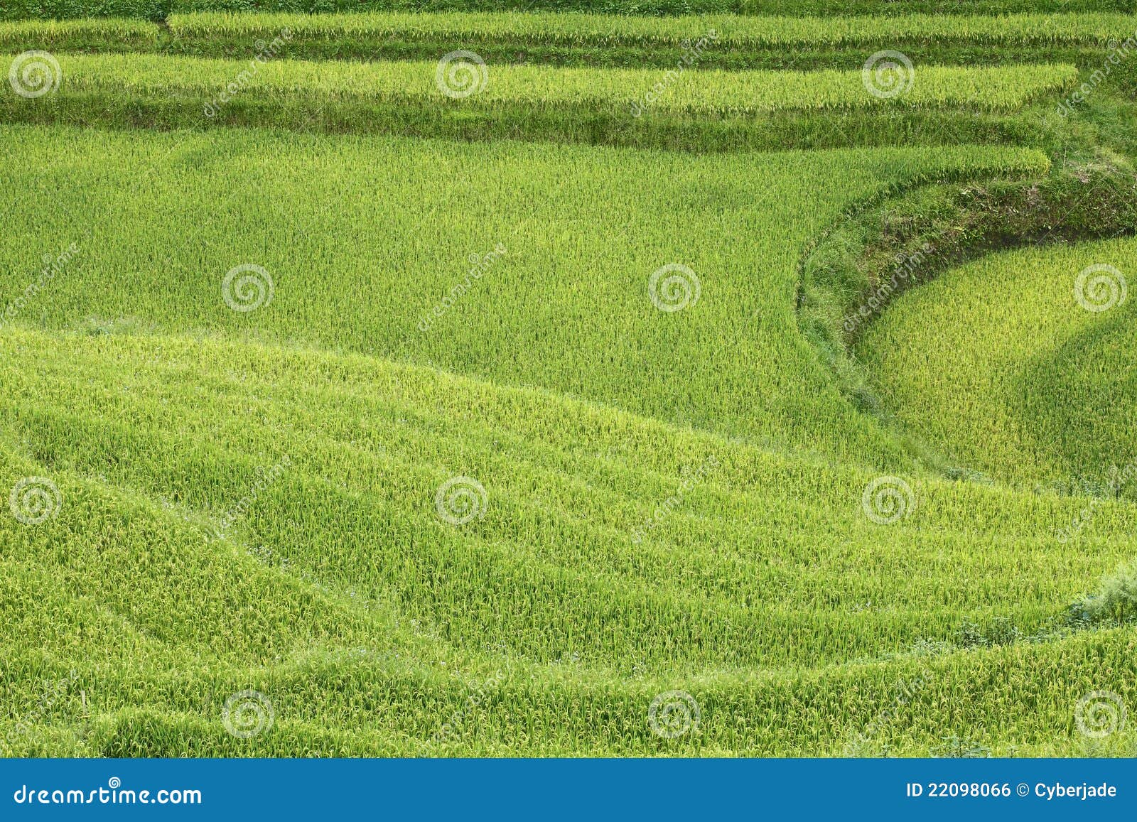 Rice Fields in Sapa, Vietnam. Stock Photo - Image of farming, grow ...