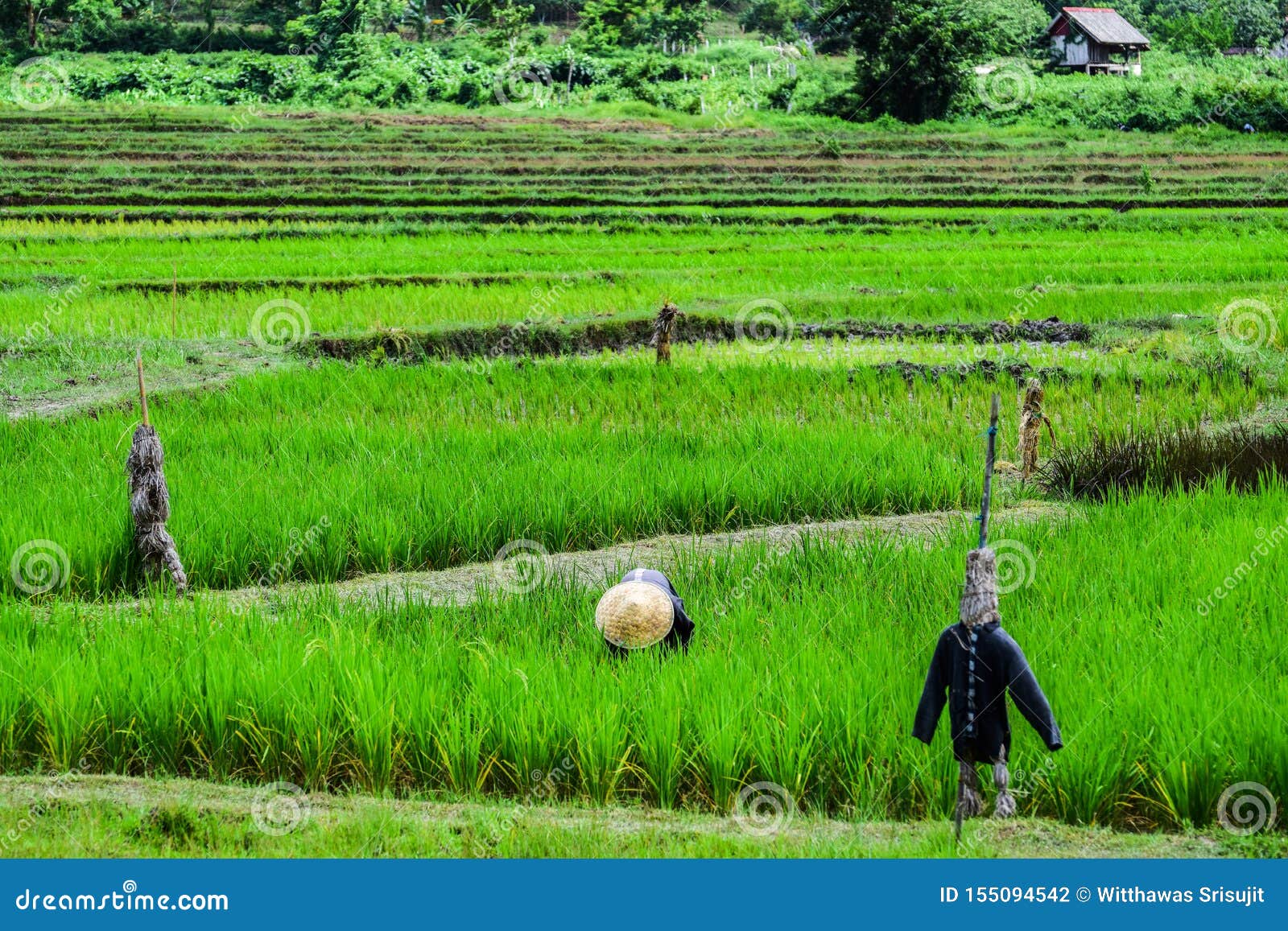 Rice Fields, Scarecrow in the Middle of Rice Fields, Mountain and Sky ...