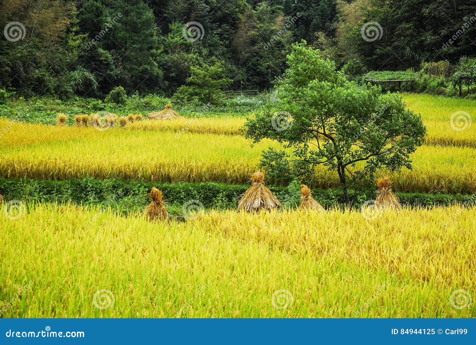 Rice Fields Scenery in Autumn Stock Image - Image of environment, color ...