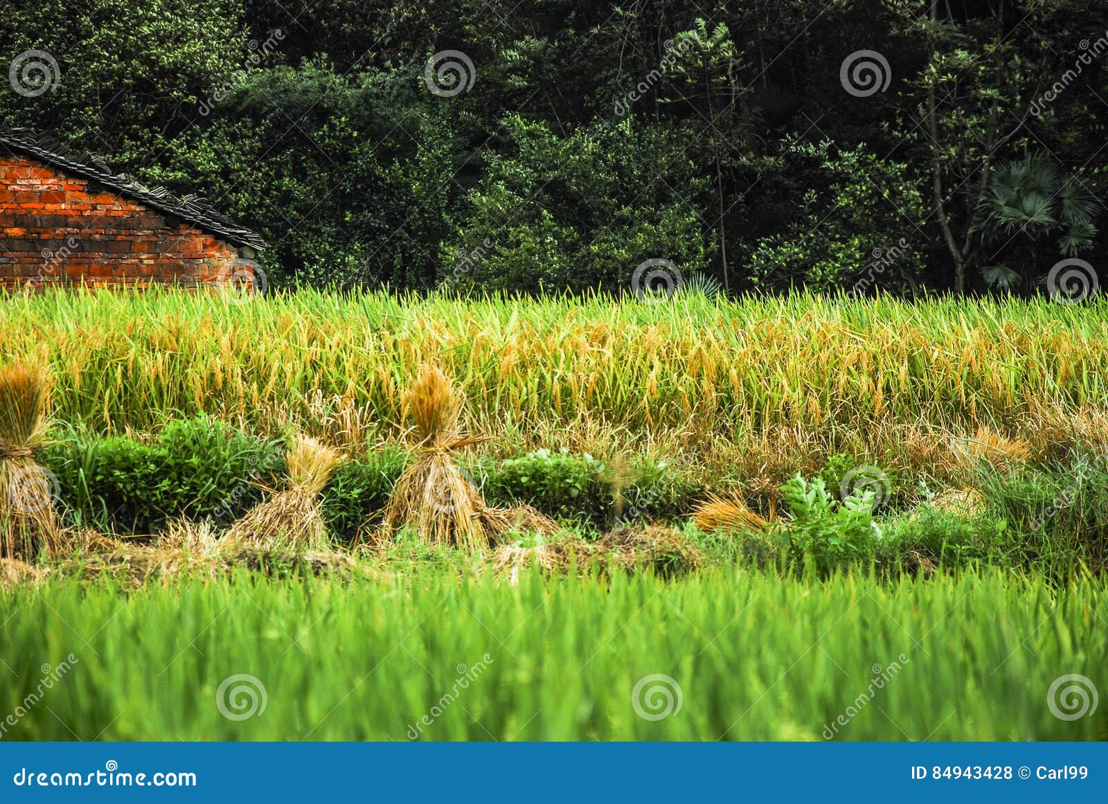 Rice Fields Scenery in Autumn Stock Photo - Image of background, color ...
