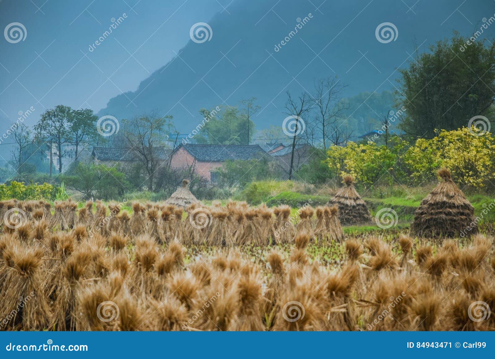 Rice Fields Scenery in Autumn Stock Image - Image of excoecaria ...