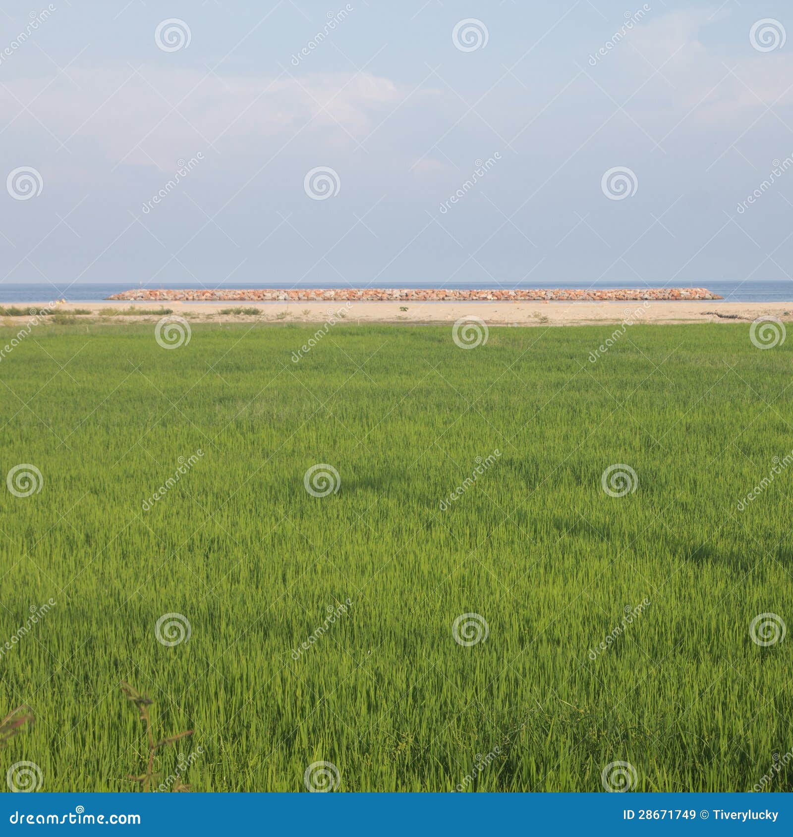 Rice fields and the sea stock image. Image of farmer - 28671749