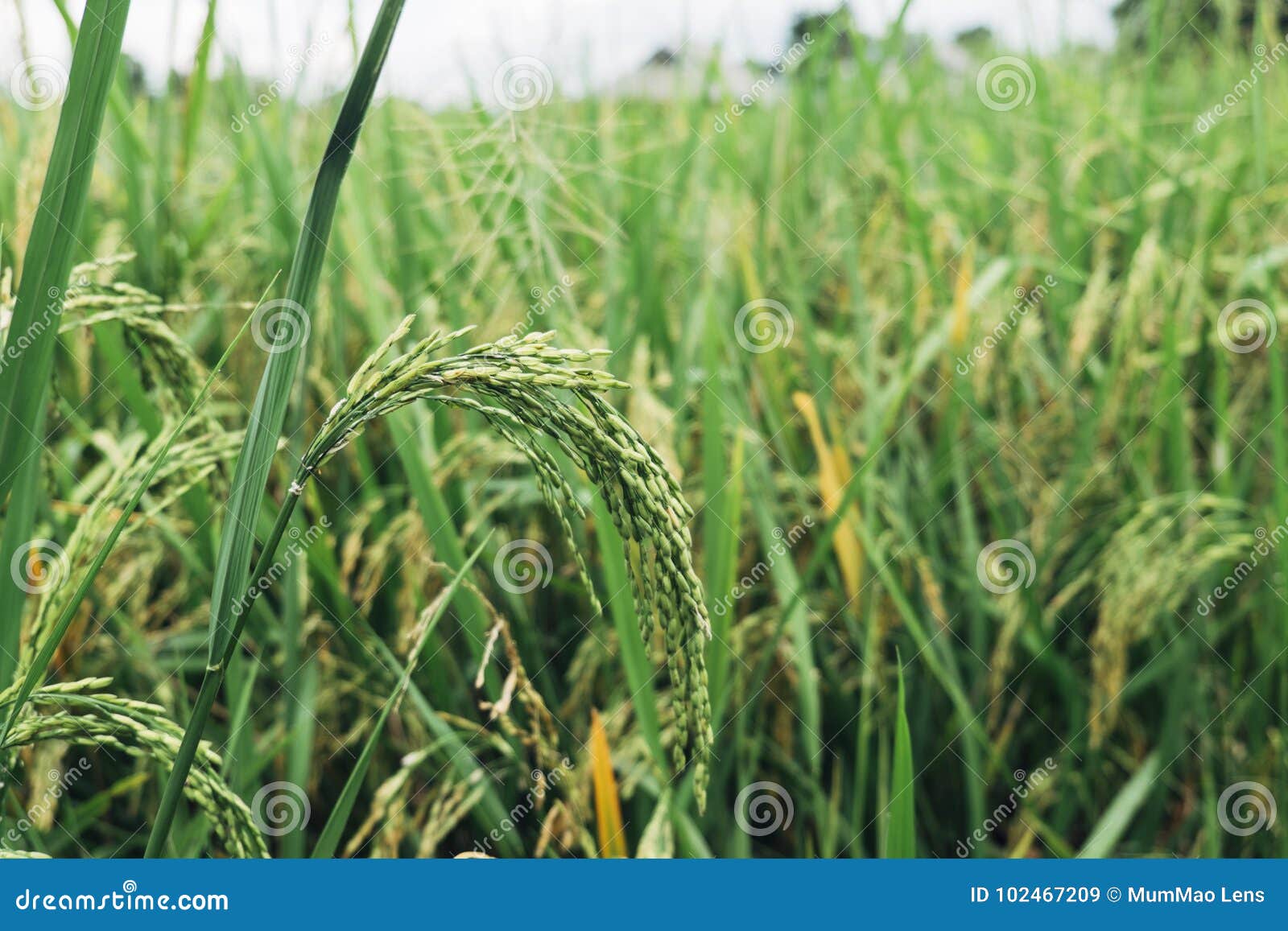 Rice fields stock image. Image of crop, farm, food, beautiful - 102467209