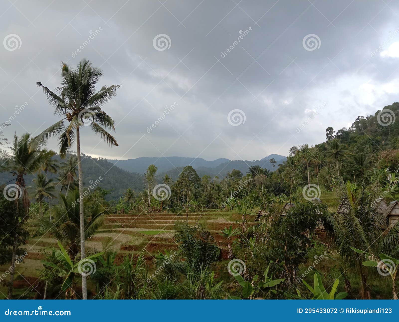 Rice Fields on the Side of the Mountain Stock Photo - Image of view ...