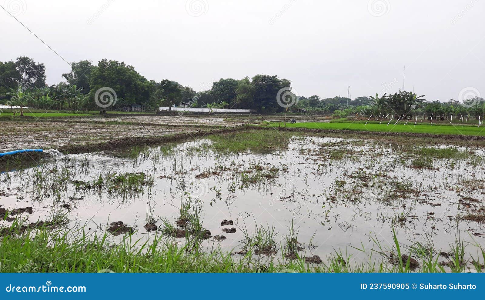 Rice Fields on the Side of a Rural Road with Fertile Soil 2 Stock Image ...