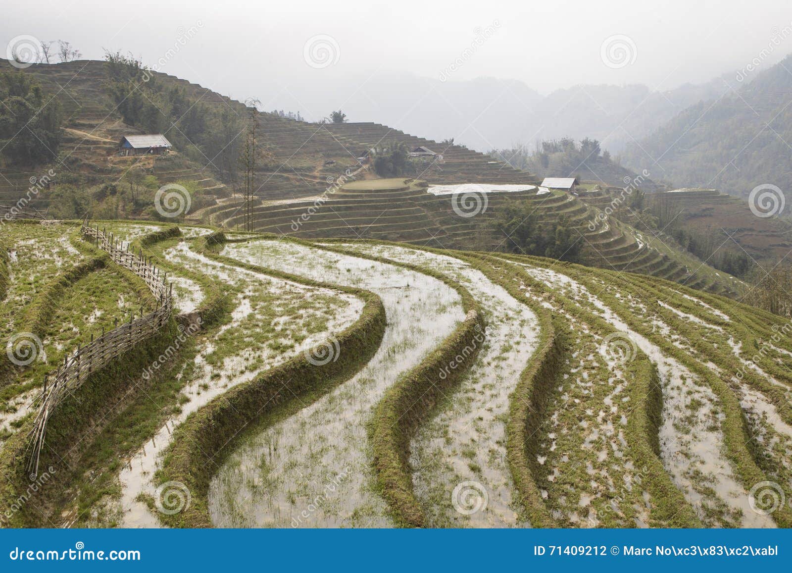 Rice fields side view stock photo. Image of vietnam, house - 71409212