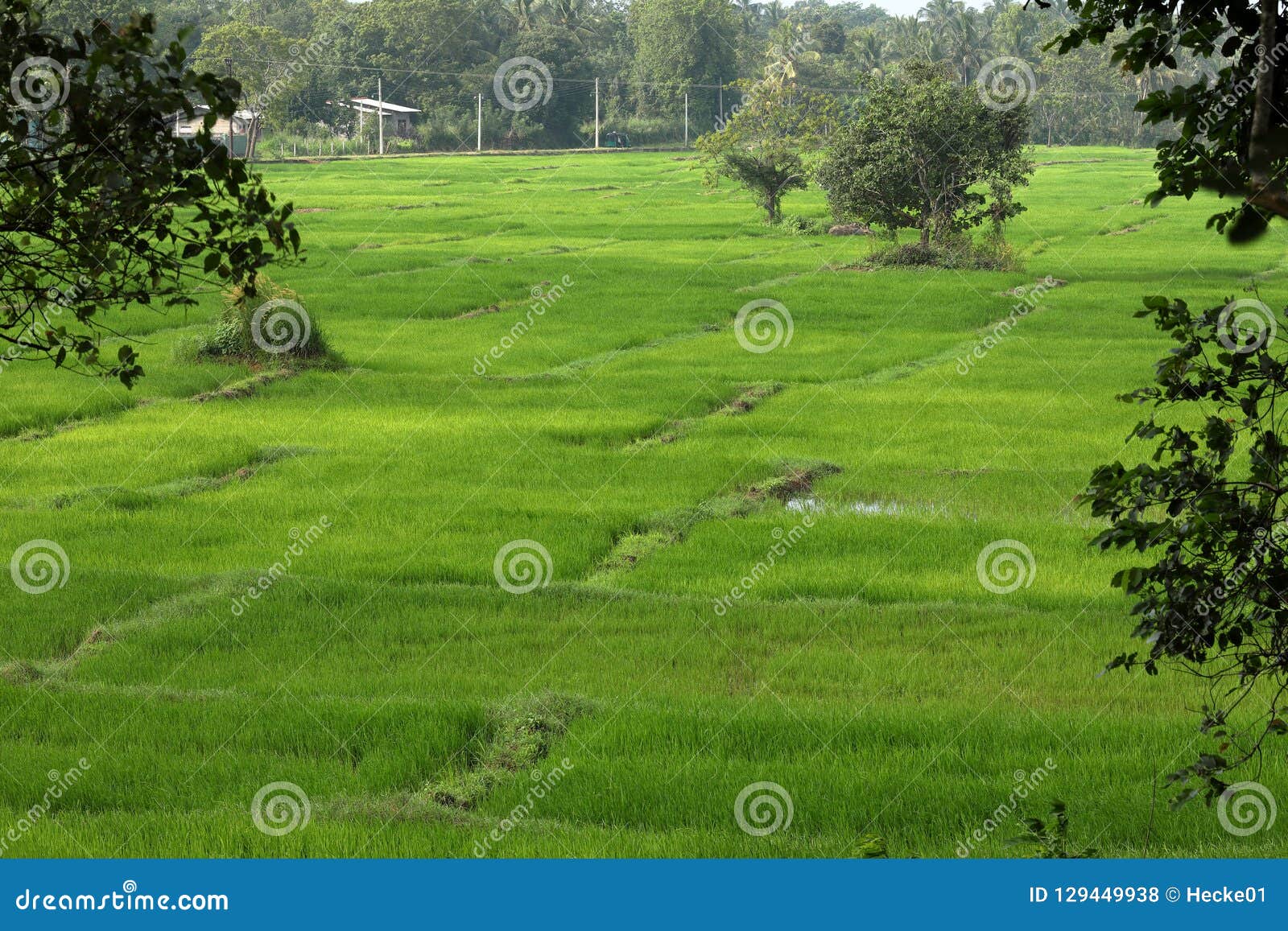 Rice Fields of Sigiriya in Sri Lanka Stock Photo - Image of rocks ...
